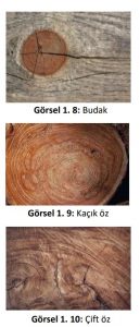 Kusurlu Ağaç Nasıl Anlaşılır? – UstaKunduz 🦫